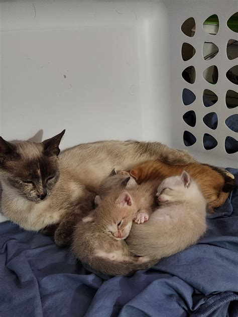 Mama Maple And Her Littles Rtortimese