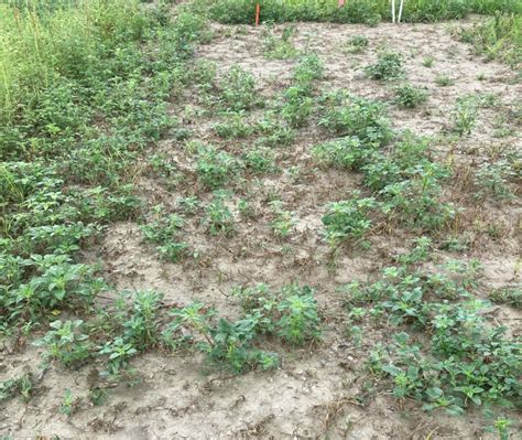 Management Of Auxin Herbicide Resistant Palmer Amaranth Ut Crops News