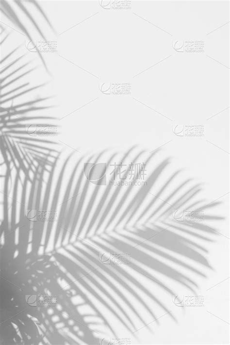 阴影棕榈叶棕榈树复叶蕨类空的暗色热带气候浪漫环境素材 花瓣网