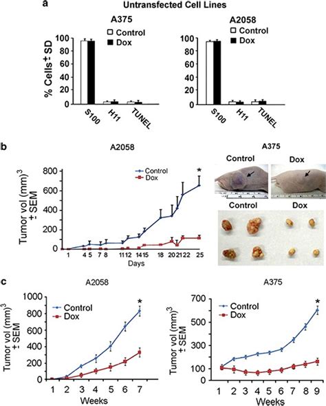 Restored Expression Of The Atypical Heat Shock Protein H11hspb8