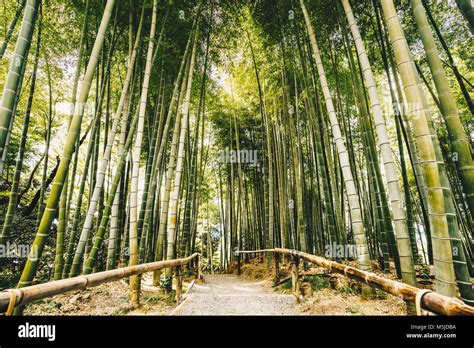 Bamboo Forest Aerial Hi Res Stock Photography And Images Alamy