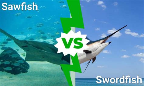 Sea Bass Vs Swordfish At Beulah Insley Blog