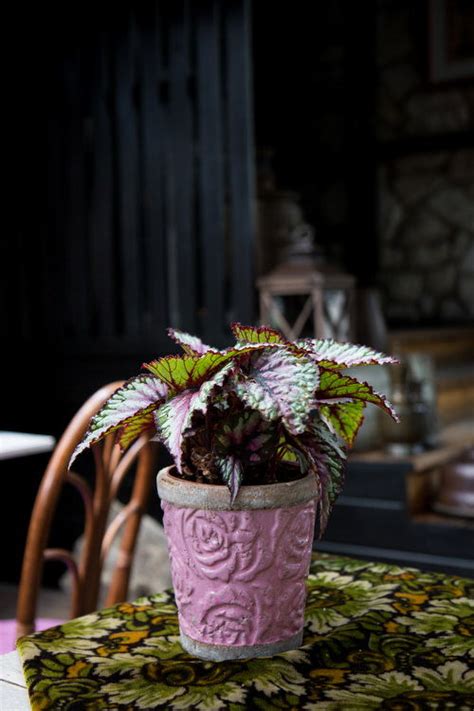 How To Propagate Rex Begonias From Leaf Cuttings