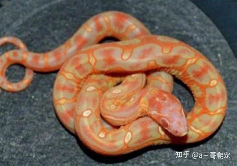 玉米蛇一天喂几次食 知乎
