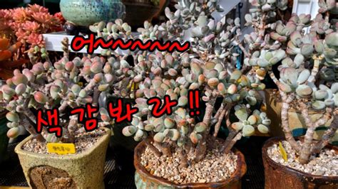 노숙 일주일차 하루 하루가 거짖말처럼 다르네요핑크체리황금미니벨방울복랑꽃피는염좌succulent多肉植物 옥상다육