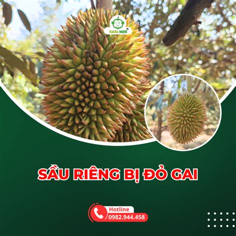 Sầu Riêng Bị đỏ Gai Và Biện Pháp Khắc Phục Karimon