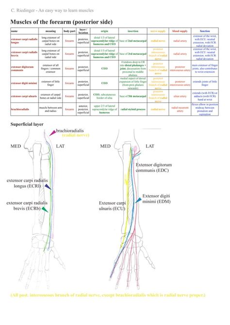 An Easy Way To Learn Upper Limb Muscles Pdf