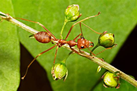 Ant Colony Structure And Hierarchy Insect Lore