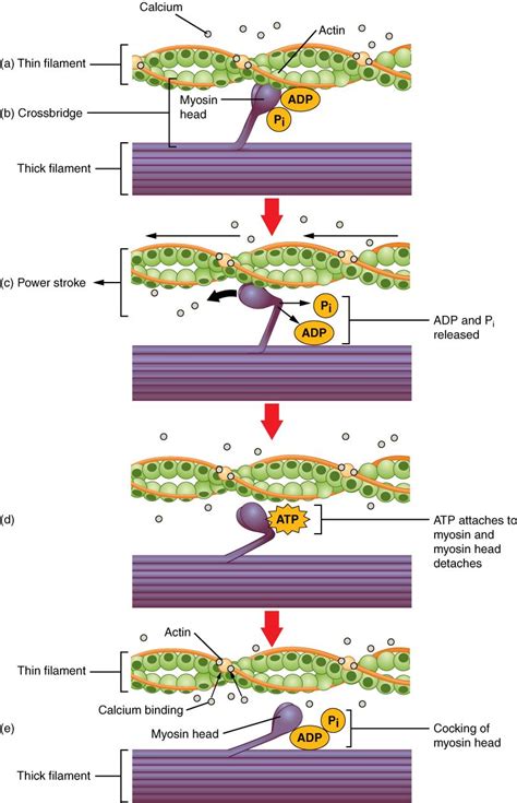 Pin On Sports Science
