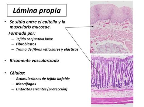 Histología Del Tracto Gastrointestinal
