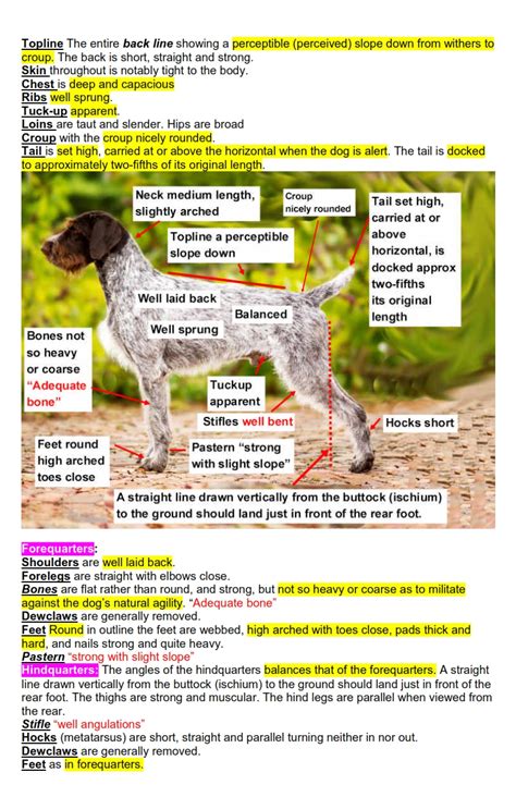German Wirehaired Pointer AKC Breed Standard Breed Standard Library