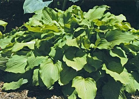 Sublime Lime Hosta 45 Inch Container New For 2022 Nh Hostas