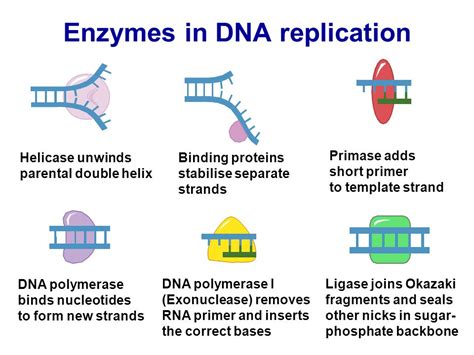 What Does Dna Polymerase Do During Replication At James Jain Blog