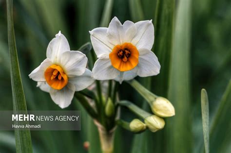 نرگس شیراز ؛ گلی با عطری سحرانگیز و هزار و یک خاصیت خبرگزاری مهر