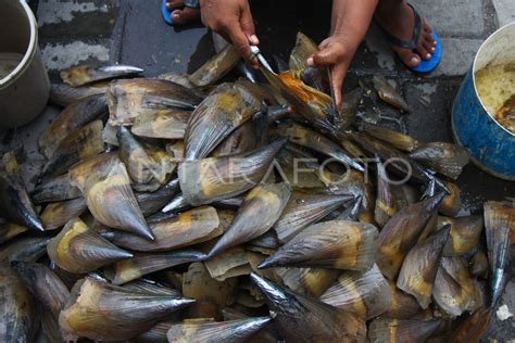 Kerang Kampak Kenjeran Antara Foto