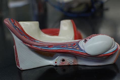 Human Anatomy Lab The Urinary And Reproductive Systems