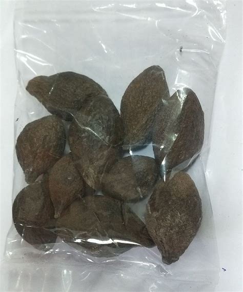 Brown Scaphium Affine Niranjan Phal Malva Nut Umangu Packaging Type
