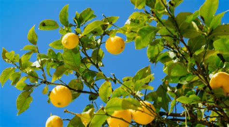 Say Hello to Zesty dōTERRA Lemon - Essential Oils
