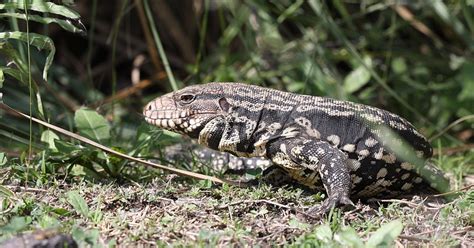 Tegu Lizards Take Over South Carolina Details Here