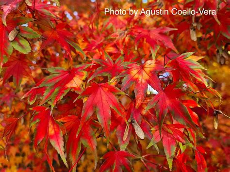Buy Acer Palmatum Karasu Gawa Pink Variegated Japanese Maple — Mr
