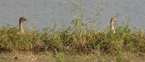 ハイイロガン Greylag goose 野鳥観察ツアーレポート西遊旅行