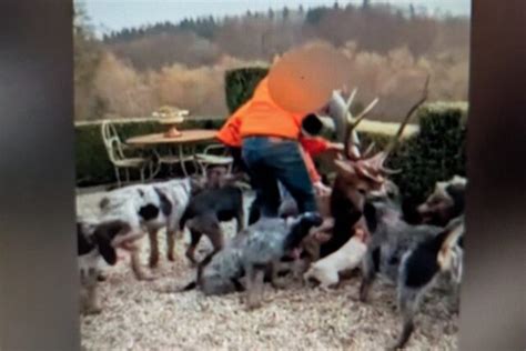 Honte à eux Un cerf massacré lors d une chasse à tir aux pieds de la mère de Luc Besson