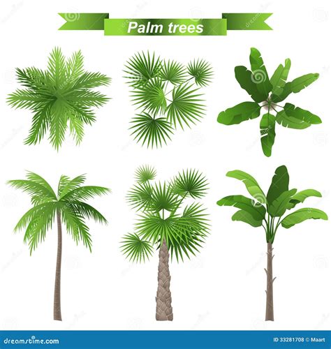 Trees Palm Trees Shrubs Front View Elevation And Top View