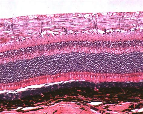 Histology Wallpapers Wallpaper Cave