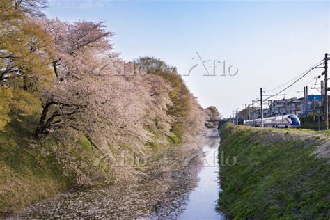 山形県 霞城公園の桜と山形新幹線 83668987 の写真素材 アフロ