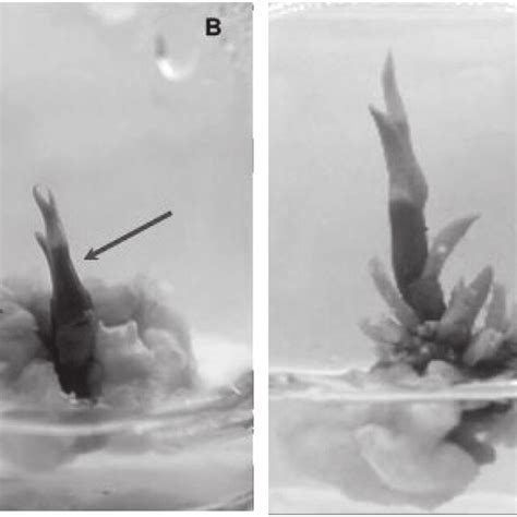 Growth Development Pattern Of Nodal Segment In Vitro Culture Of V