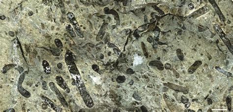 Color Online Carbonaceous Compression Macrofossils—chuaria And Download Scientific Diagram