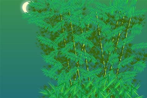 月光下的凤尾竹图片 菜鸟图库