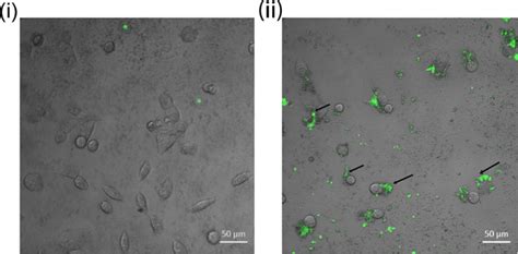 Assessment Of Activation Of Executioner Caspases 37 In Hela Cells