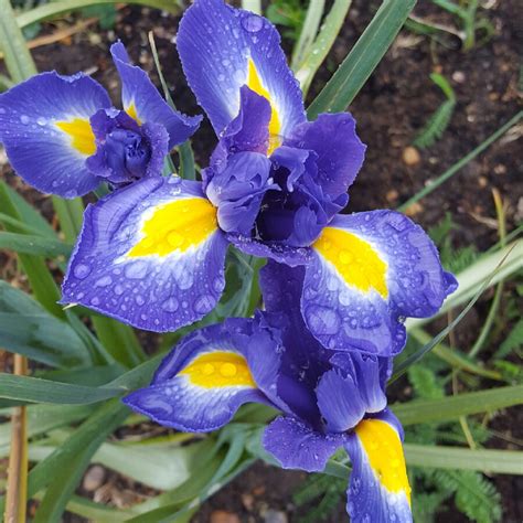 Iris George Syn Iris Reticulata George Iris Histrioides George