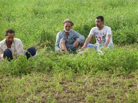 Agriculture And Sovereignty In North Africa ROAPE