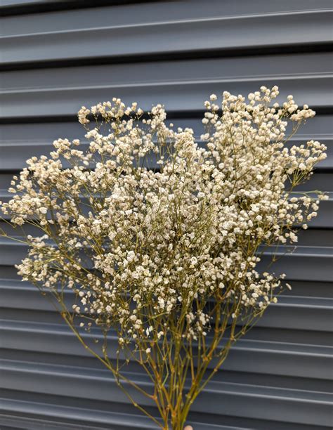 Dried Baby S Breath 5 Stems Akshar Flowers Delicate Beauty