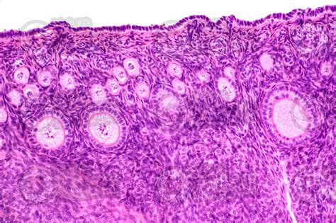 Rat Ovary Transverse Section 250x Rat Mammals Reproductive
