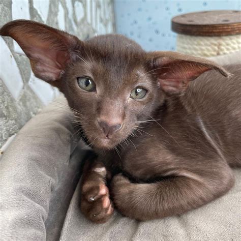 Purchase Oriental Kittens And Cats From Usa Breeders