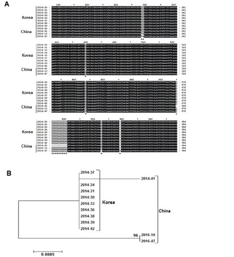 Sequence Alignment And Phylogenetic Tree Showing The Genetic Diversity