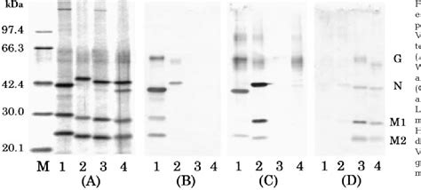 Figure 4 From An Outbreak Of Vhsv Viral Hemorrhagic Septicemia Virus