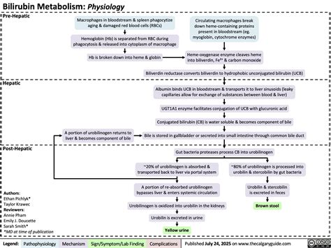 Bilirubin Metabolism Calgary Guide