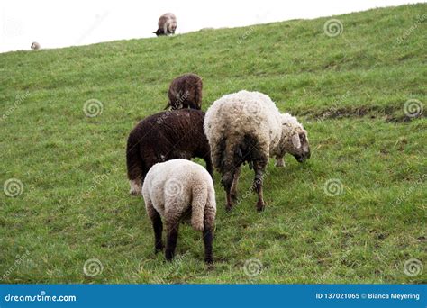 View On A Group Of Sheeps Feeding Grass On A Grass Area Under A Cloudy