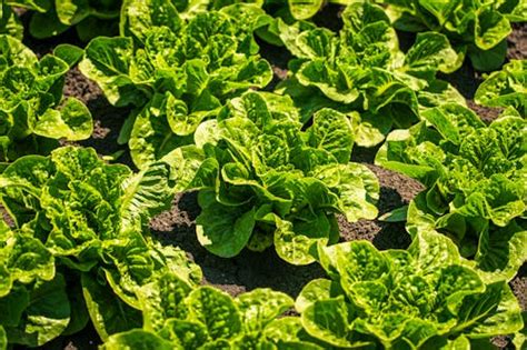 건강한 건강한 식생활 경작 경치 꽃 모양 나뭇잎 노비 슬픈 녹색 농업 농업 분야 농작물 농장 농촌의 다이어트 들판 땅 락투카 사티바 밝은 녹색