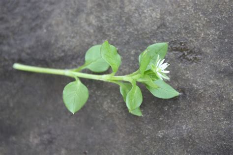 The Dewberry Blog Common Chickweed Stellaria Media