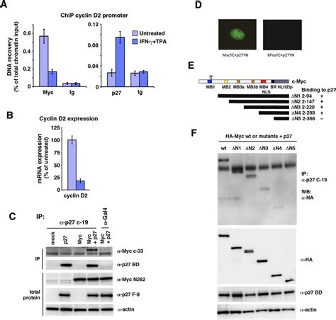 P27 Associates With C Myc Bound Chromatin And Interacts With C Myc