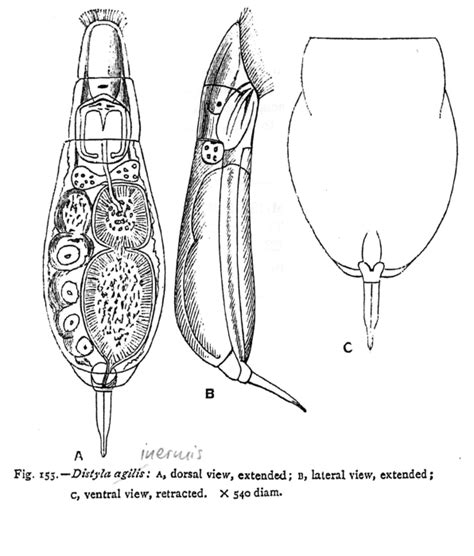 Worms World Register Of Marine Species Photogallery