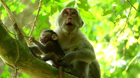 O H Tiny Baby Jonna Monkey Near Fall Down The Tree To Learn Walking