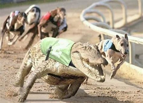 Scp 682 Has Breached Containment R Dankmemesfromsite19