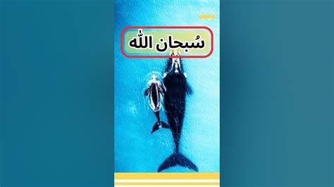 معلومة غريبة عن الحوت الأزرق Youtube
