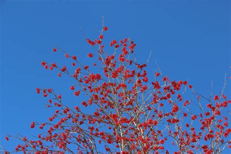 Geometry Optimization In Rowan Rowan